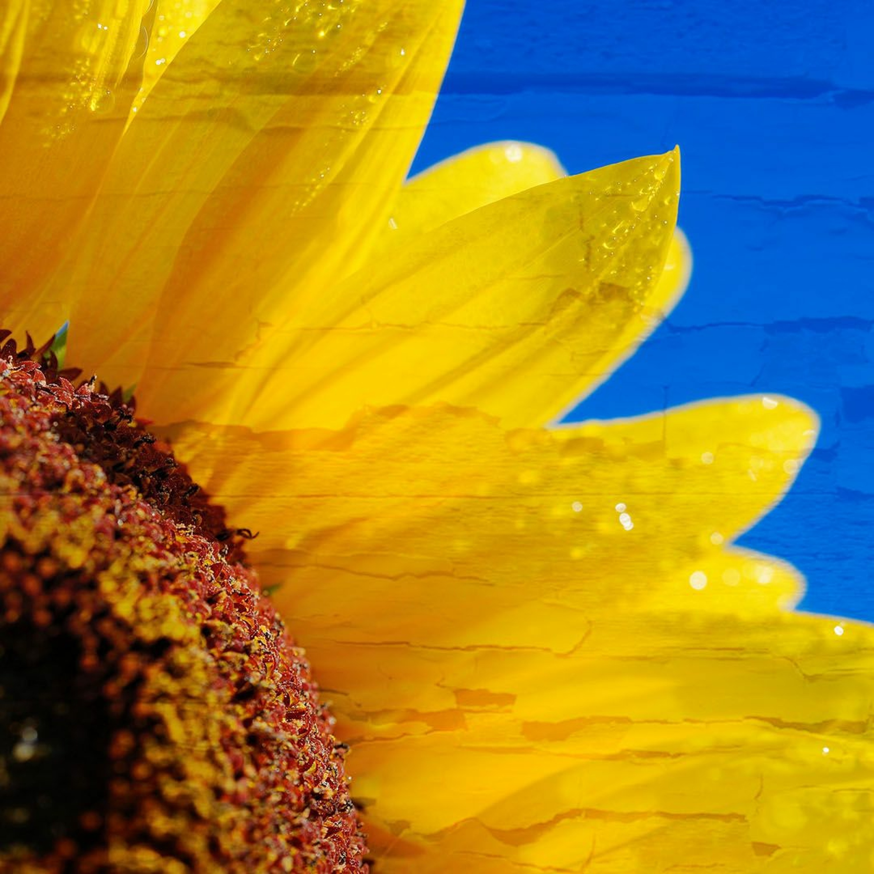 Steve Nobel Podcast - Affirmations: I Am a Free Sovereign Being. I ...