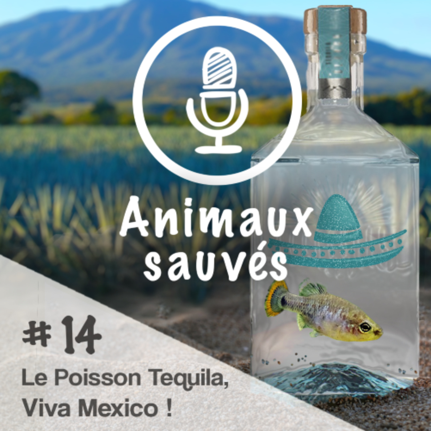 Le poisson tequila, Viva Mexico ! - Animaux Sauvés | Acast
