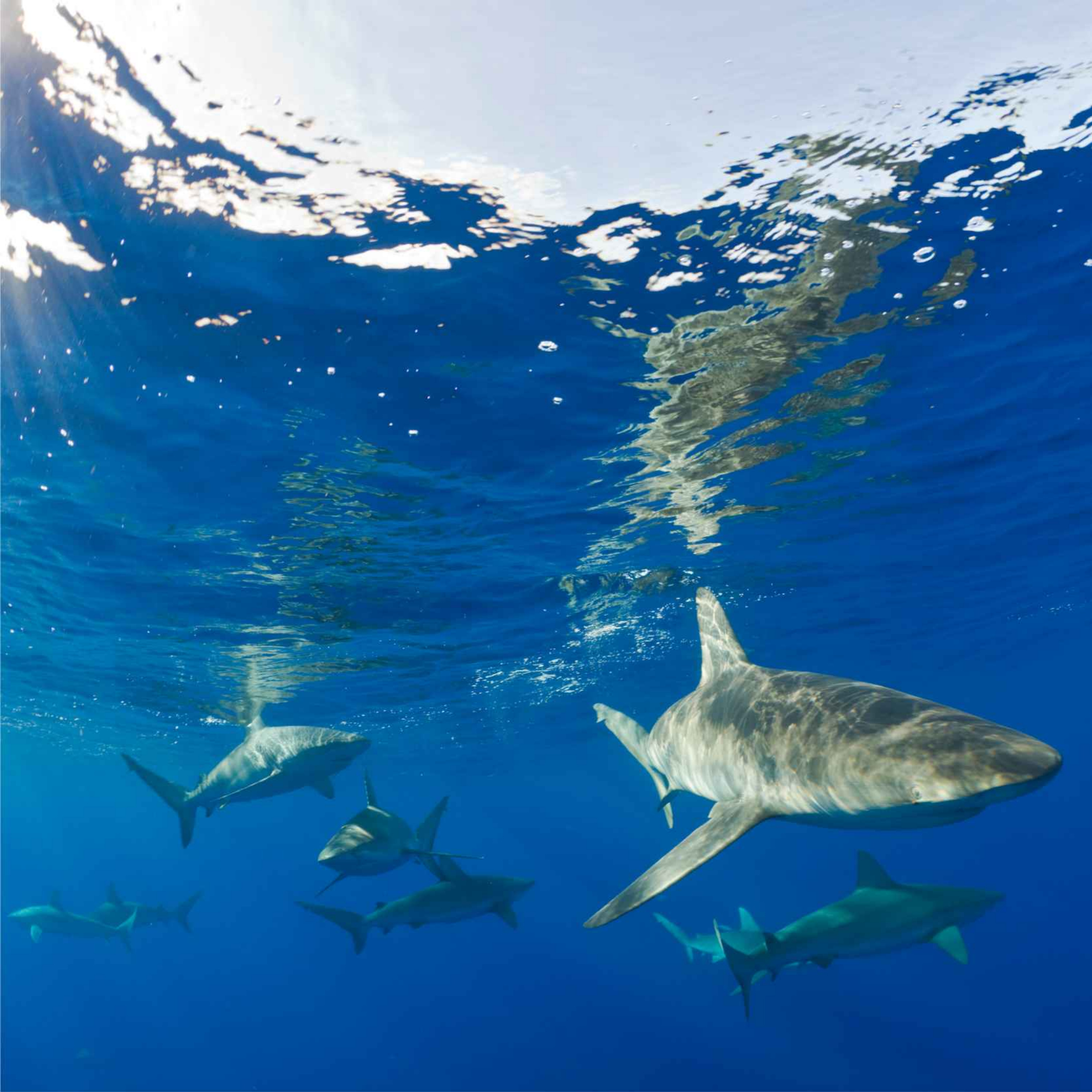 À Hawaï, les requins sont désormais une espèce protégée – Ce qui m’a ...